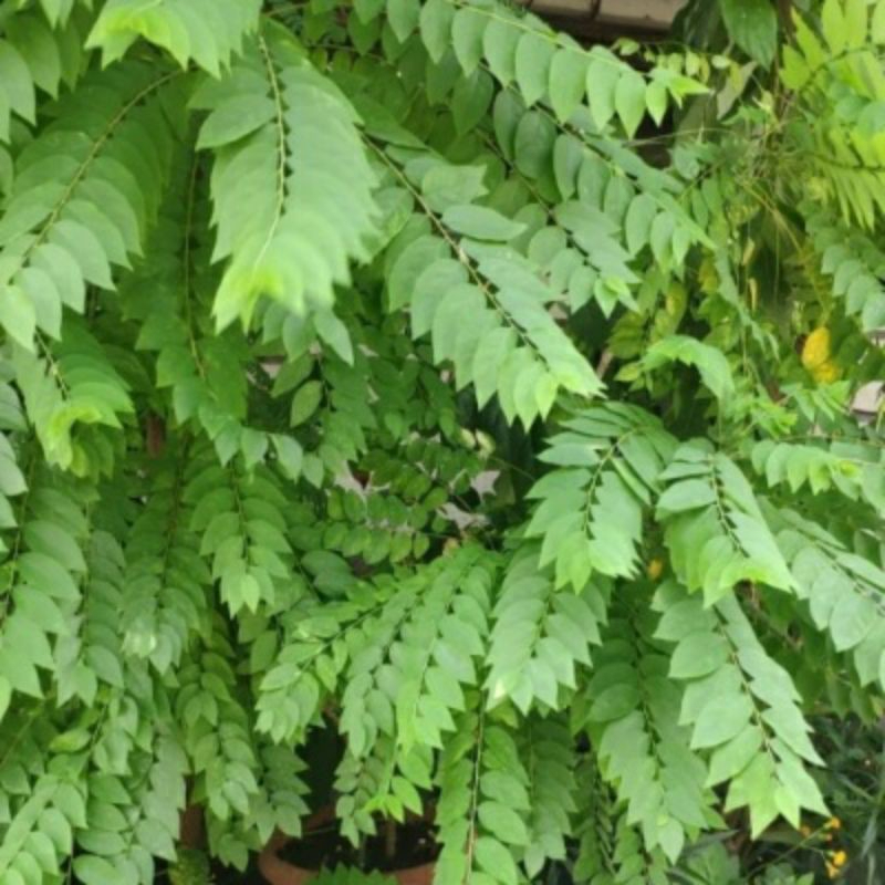 50gram Daun Cermai Segar Fresh dari pokok | Shopee Malaysia