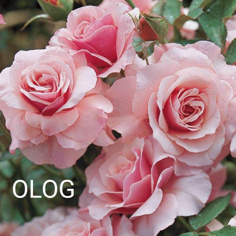 Hot item ready stock pokok ros id rare ros id vvip ros tahan panas ros ...