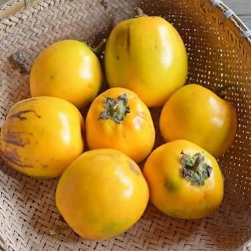 Terung asam Terung Dayak ori dari sarawak (1KG) | Shopee Malaysia