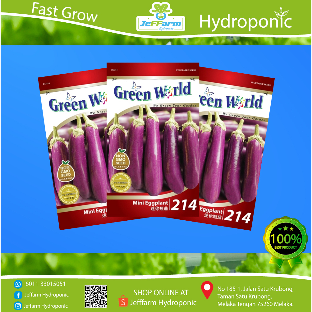 1 PKT BIJI BENIH TERUNG MINI ( MINI EGGPLANT ) | JEFF FARM HYDROPONIC ...