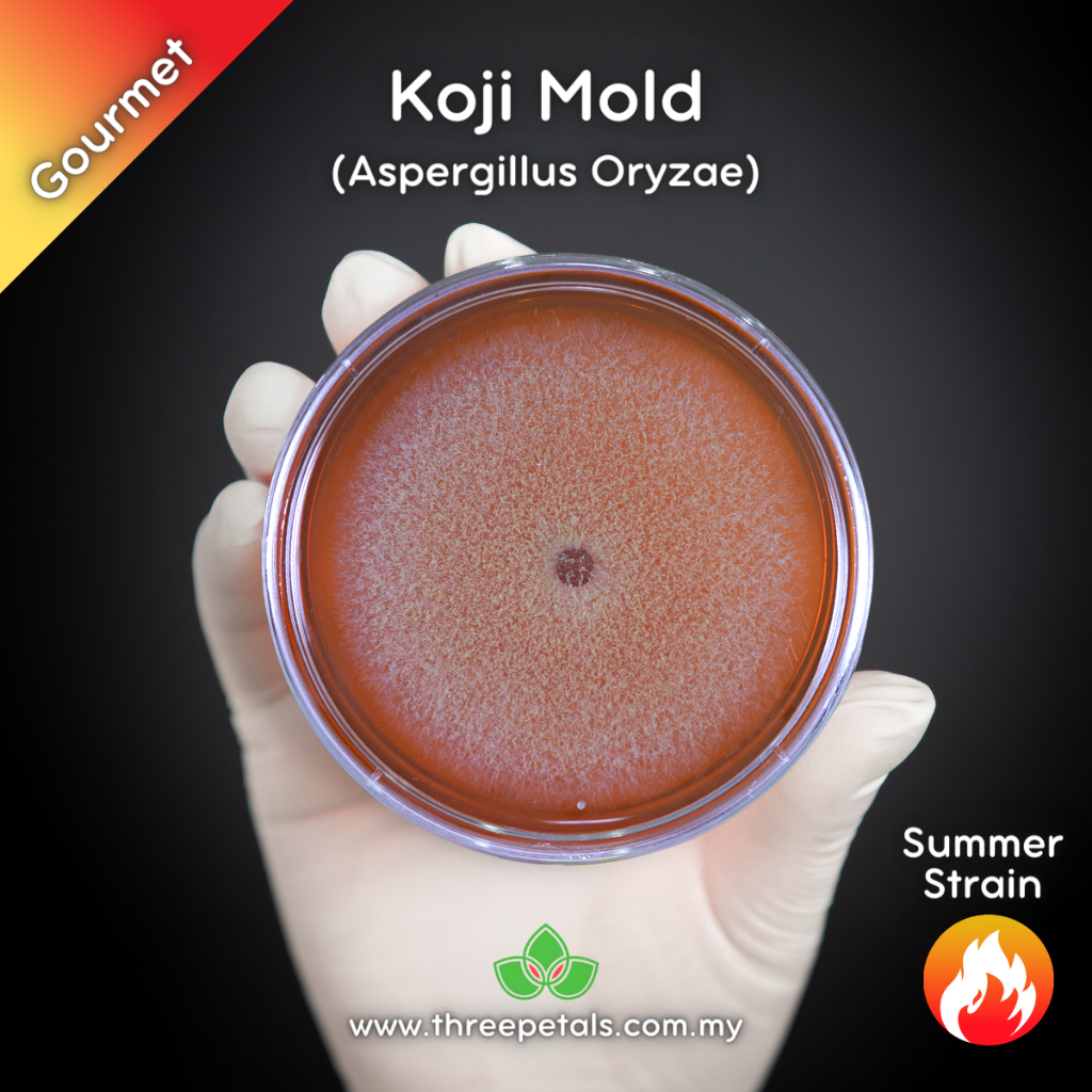 Koji Mold (Aspergillus Oryzae) Live Mycelium Mushroom Culture Spawn ...