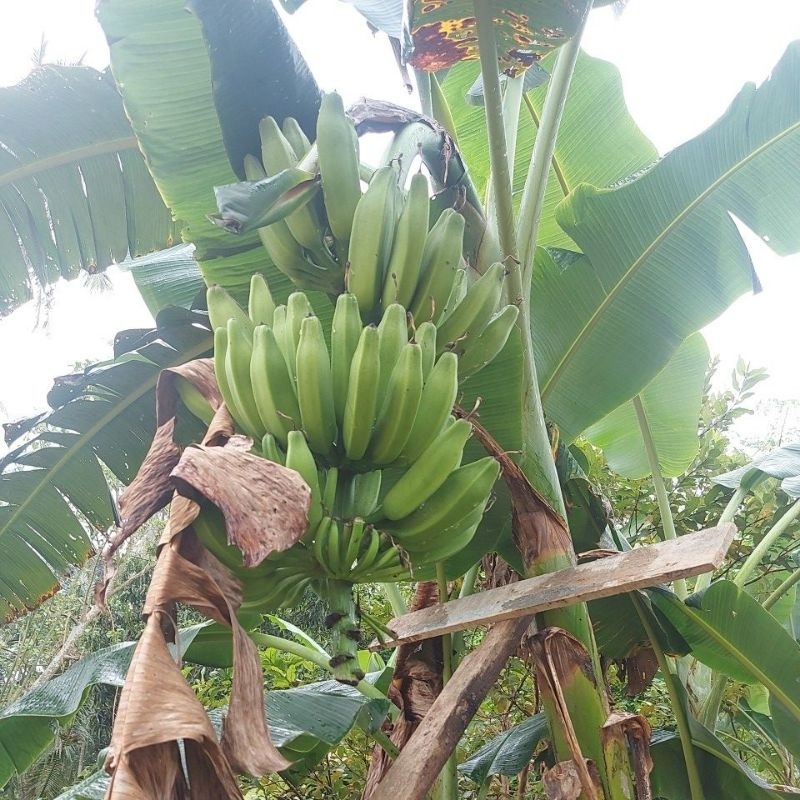 Anak pokok / sulur pisang Kari / | Shopee Malaysia
