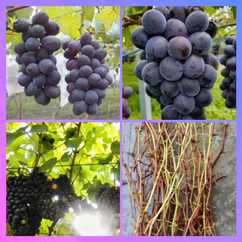 KYOHO (JELLY GRAPE 🍇🤩🍇🤩🍇🤩) Cuttings 12INCI,scion available 👍 | Shopee ...