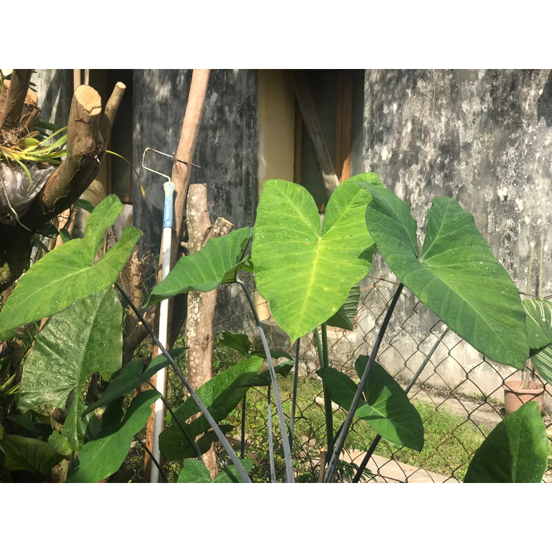 + free gift 🎁 Blue Taro/Colocasia Xanthosoma (Pokok Hidup Keladi Garden ...