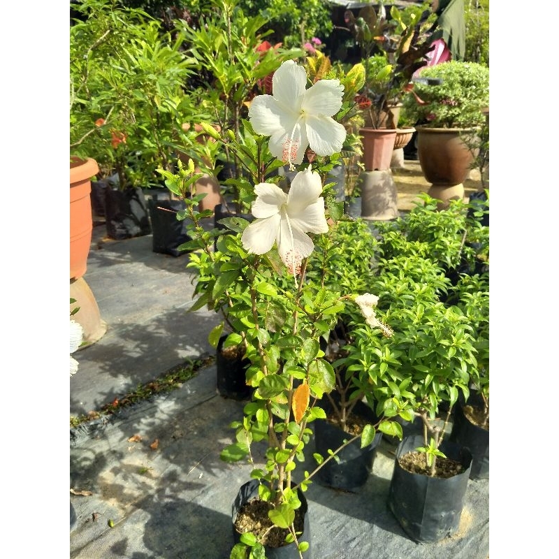 🌺 Pokok bunga raya putih 🌺 | Shopee Malaysia