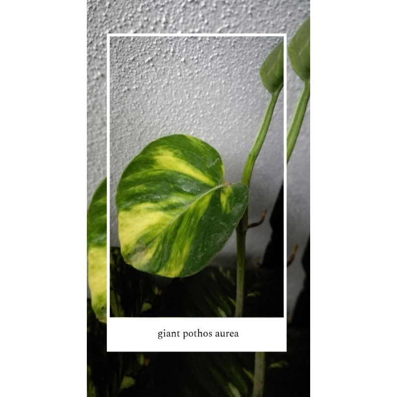 Epipremnum Giant Pothos Aurea (Keratan) | Shopee Malaysia