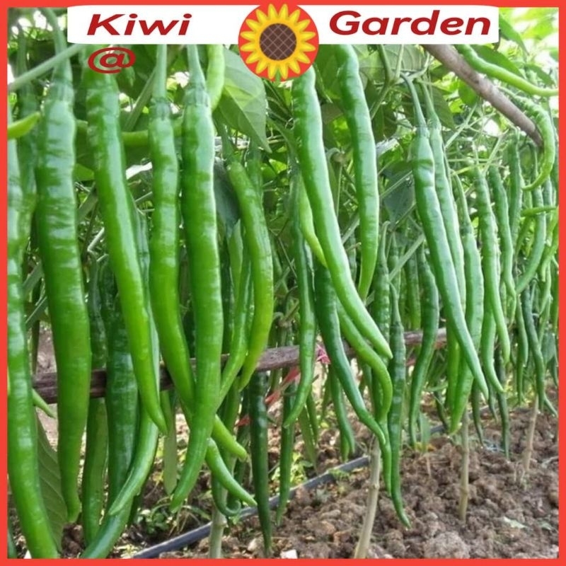 Long Green Pepper chili Seeds (80+/-) Benih Lada Cili Panjang Pedas ...