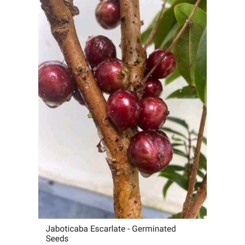 Jaboticaba/anggur brazil Escarlate(buah merah) | Shopee Malaysia