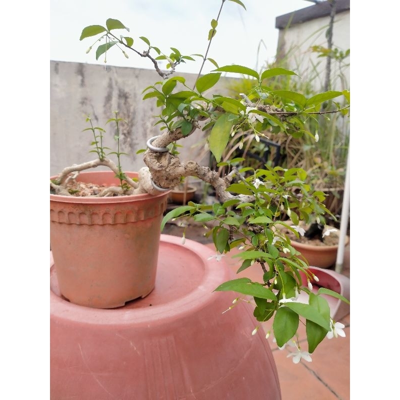 Bonsai Jeliti/ Shui mei/ wrigtria/ water jasmine/ 水梅 | Shopee Malaysia