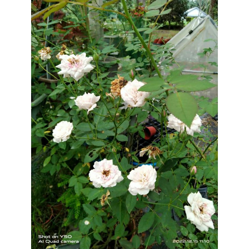 ANAK POKOK ROS KAMPUNG / ROSE OWNROOT / ROSE BERID | Shopee Malaysia