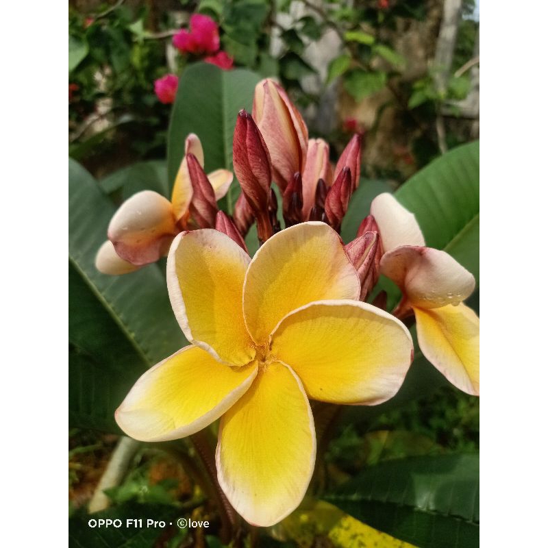 Pokok Kemboja anak pokok bunga cantik kuning pink putih (Frangipani ...