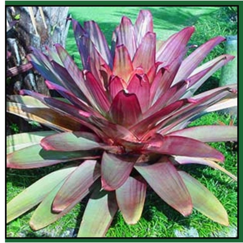 BROMELIAD MURAH/ ALCANTAREA IMPERIALIS RUBRA/Imperial Bromeliad ...