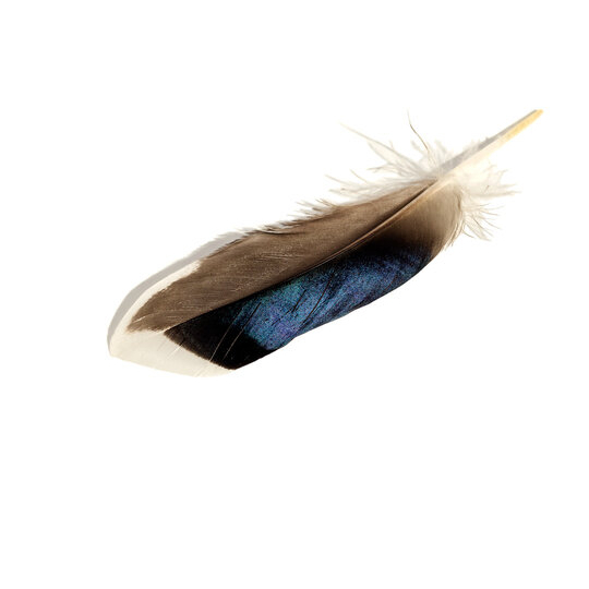 duck feather rainbow 5 pieces (Anser spp. L.) natural spiritual shaman ...
