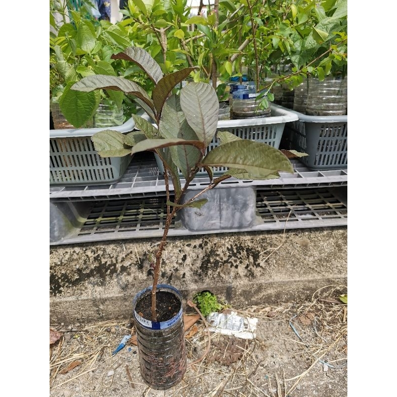 Pokok Jambu Batu Merah daun dan batang serta buah merah | Shopee Malaysia