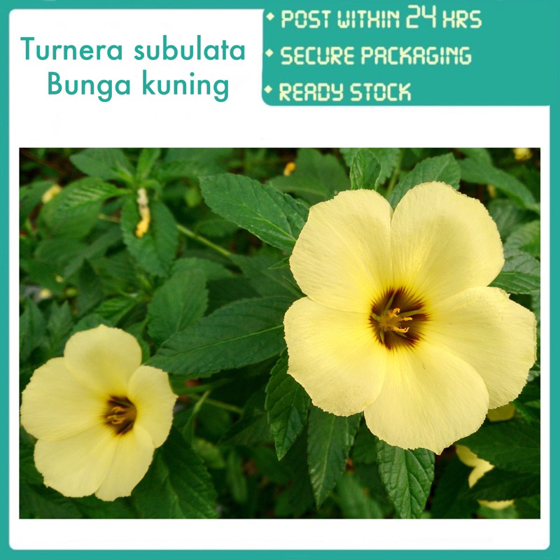 PBN - turnera Subulata bunga kuning - yellow flower pokok bunga nursery ...