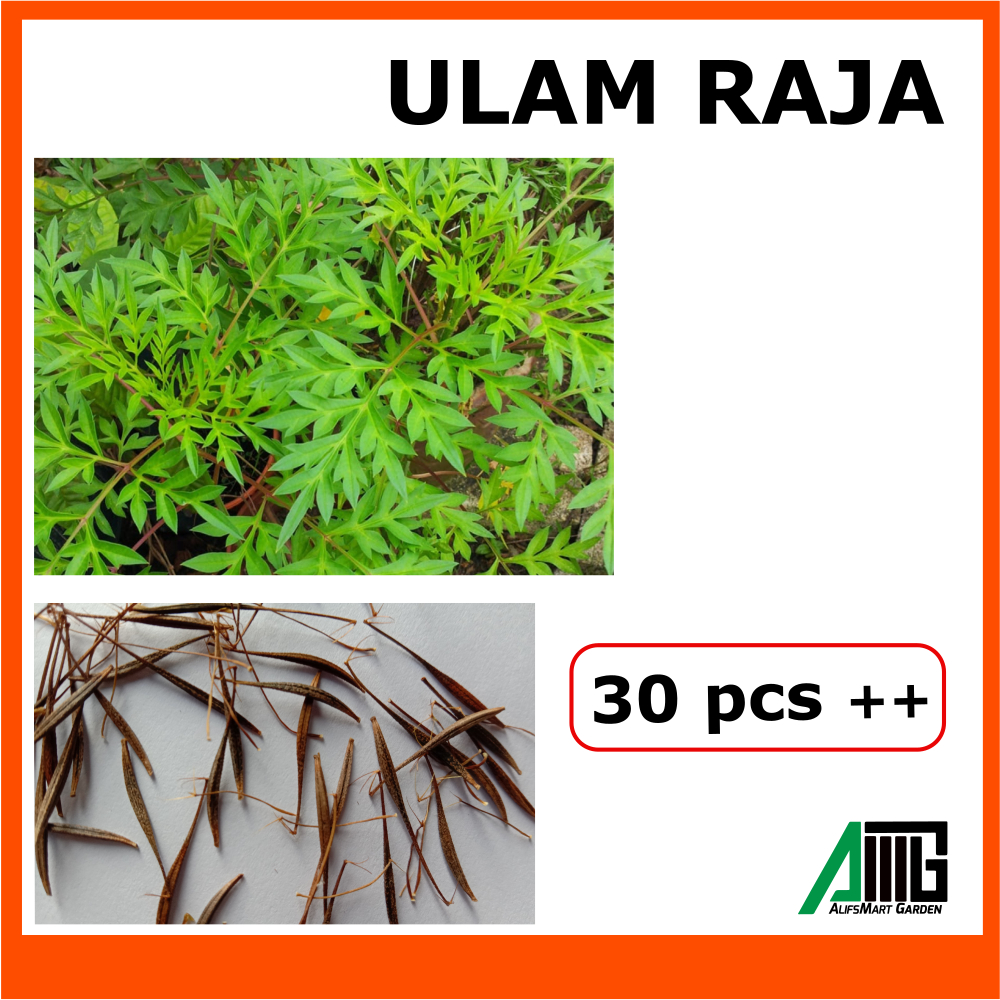 ULAM RAJA ( Wholesale untuk 1500pcs ++ ) Benih Herba Sayuran Senang ...