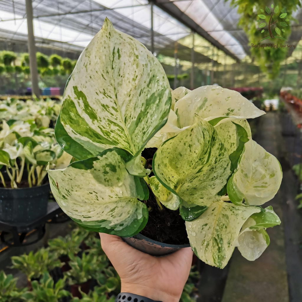 Berjaya Plant Nursery - Money Plant/Epipremnum(Pokok Hidup/Pokok Hiasan ...