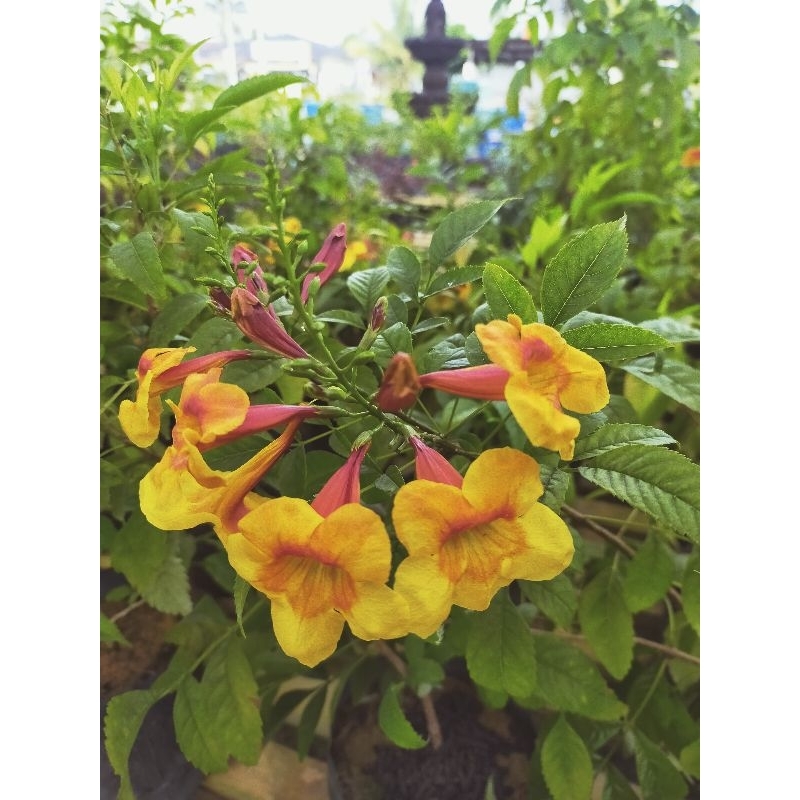 Pokok Tecoma bell orange collection plant | Shopee Malaysia