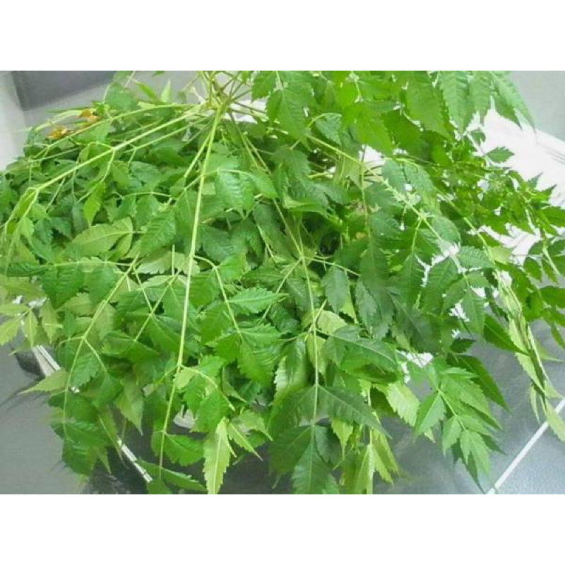 Neem leaves / Daun Semambu 500gram-1kg RM15-RM28 | Shopee Malaysia