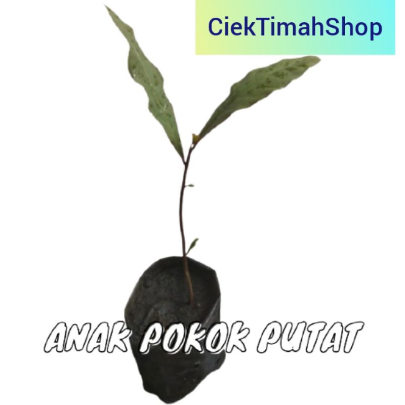 Anak Pokok Ulam Putat ( Pokok Herba / Ulam, Pucuk & Buah Boleh Di Buat ...