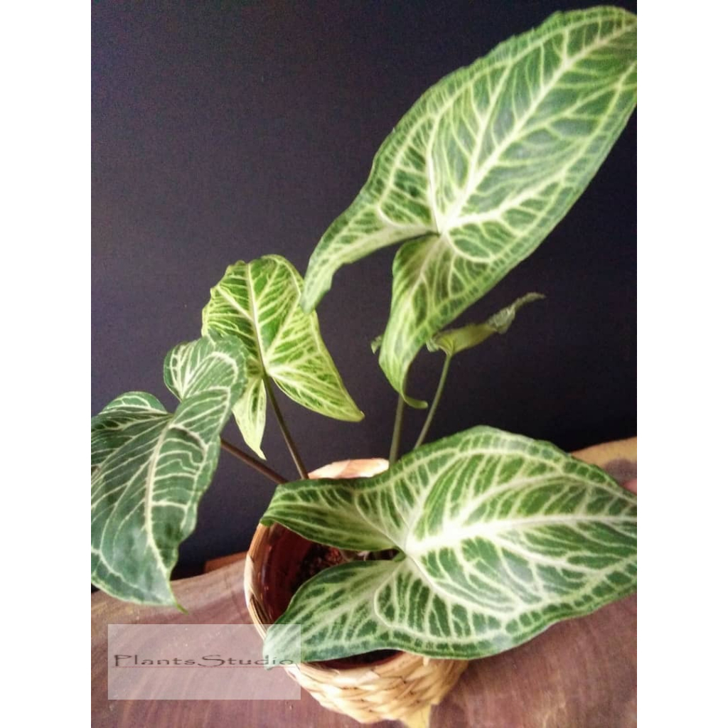 Syngonium Batik/ Arrowhead plants / Indoor Plants | Shopee Malaysia