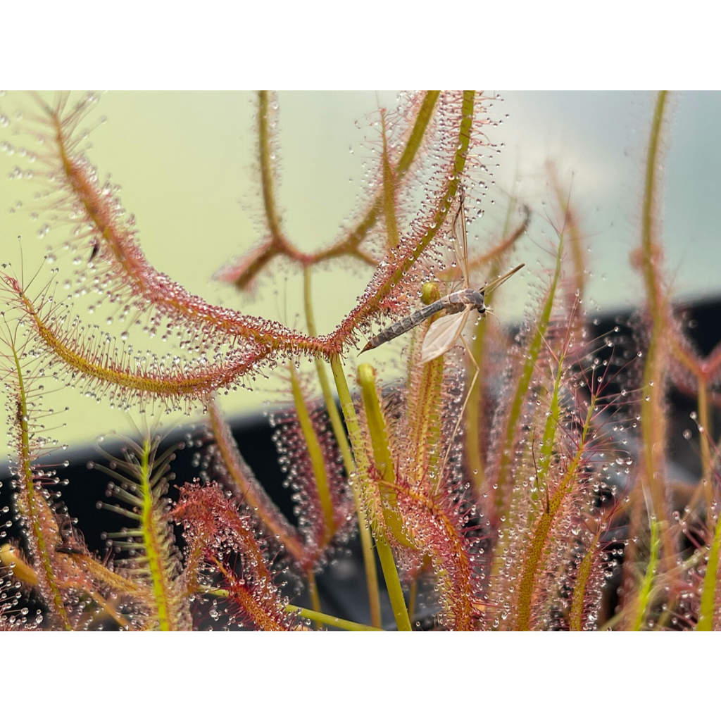 Drosera binata - Live Carnivorous plants 多叶茅膏菜 | Shopee Malaysia