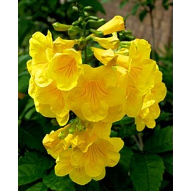 Pokok bunga tecomastan kuning bunga kelulut | Shopee Malaysia