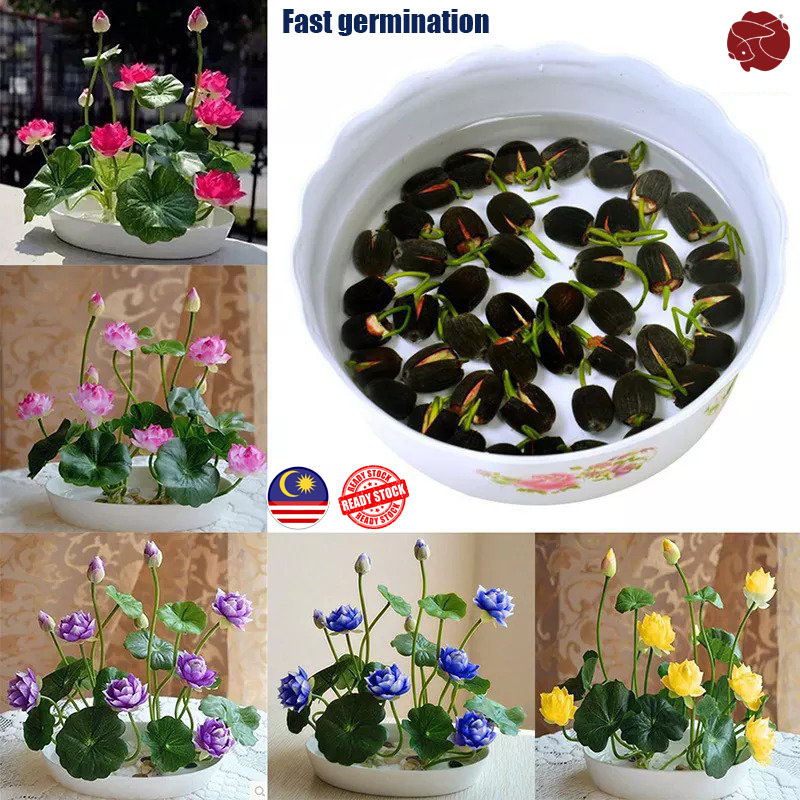 Mypets 20Pcs Bowl Lotus Flower Seeds Water Lily Home Garden Plants ...