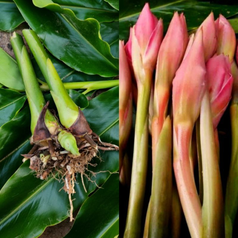 Rhizome Bunga Kantan / Benih Bunga Kantan (Fresh Cut) | Shopee Malaysia
