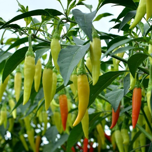 Biji Benih Lada Besar/ Solok / Cili Api Jambak/ Jalapeno/ Putih/ Rawit ...