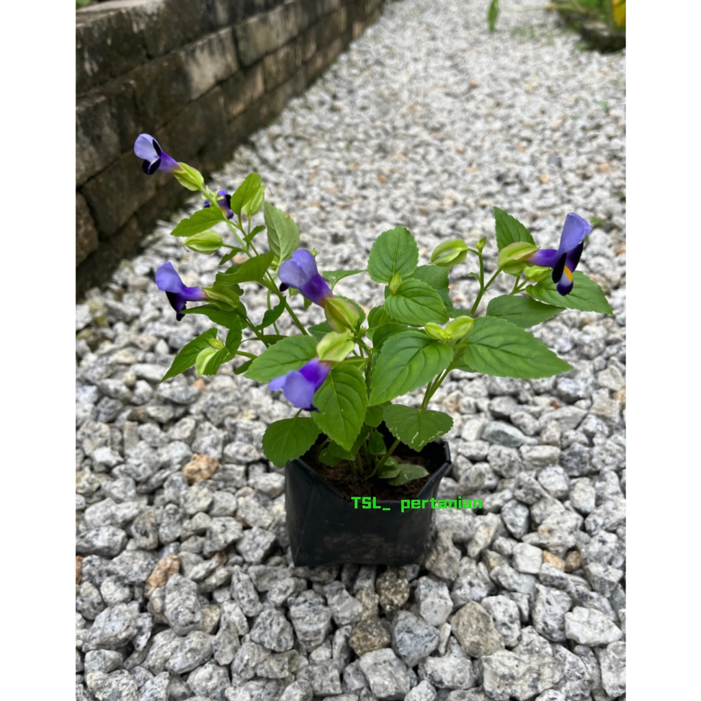 Torenia Clown / Bunga Torenia / Torenia Fournieri / Wishbone Flower ...