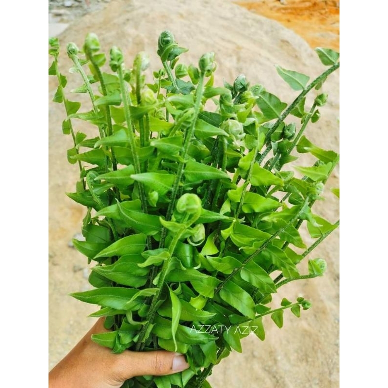 anak pokok paku kubuk/uban 11pokok/pucuk kubuk | Shopee Malaysia