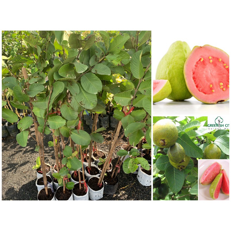 Anak pokok jambu batu isi merah /Jambu guava 3kaki | Shopee Malaysia