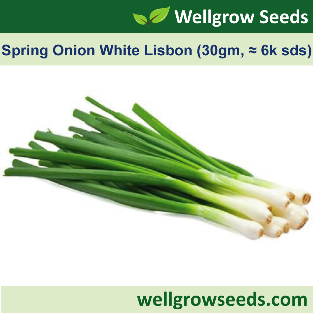 Spring Onion White Lisbon (30gm, ≈6ksds) 白洋葱 Daun Bawang Vegetable ...