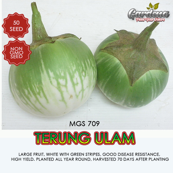 50 - 100 Biji BENIH TERUNG EGGPLANT BRINJAL PELBAGAI VARIASI YUMI ...