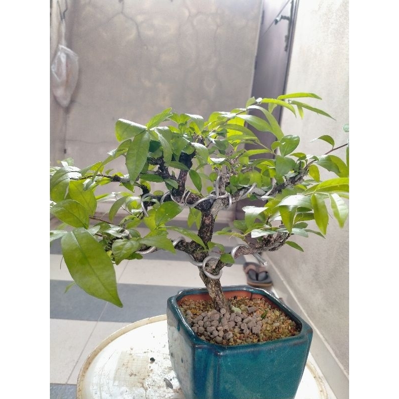 Bonsai Jeliti/ Shui mei/ wrigtria/ water jasmine/ 水梅 | Shopee Malaysia