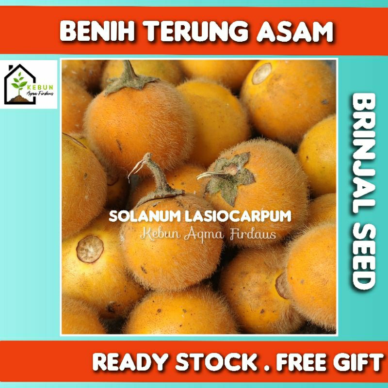 Biji benih Terung Asam / Terung Bulu, Terung Iban 30pcs | Shopee Malaysia
