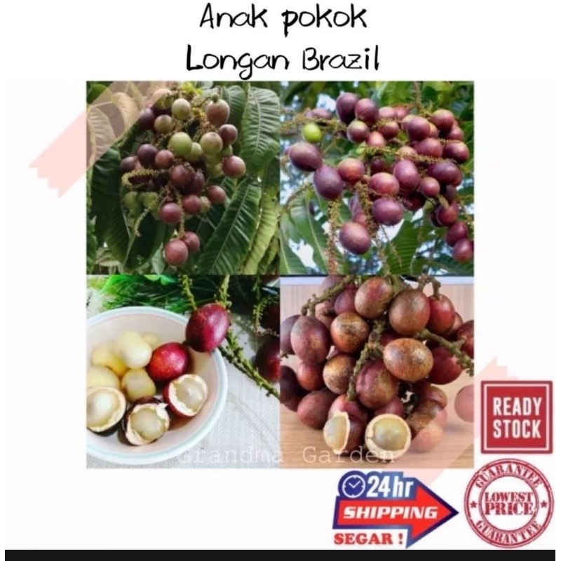 Hybrid Anak Pokok Matao / Longan Brazil | Shopee Malaysia