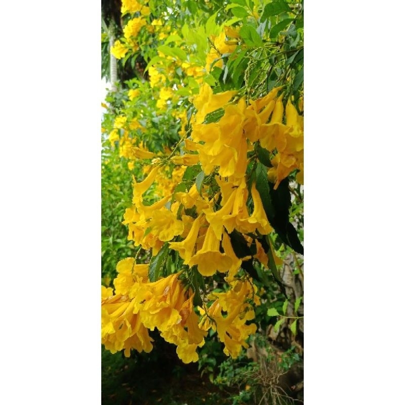 pokok Bunga tecoma kuning | Shopee Malaysia