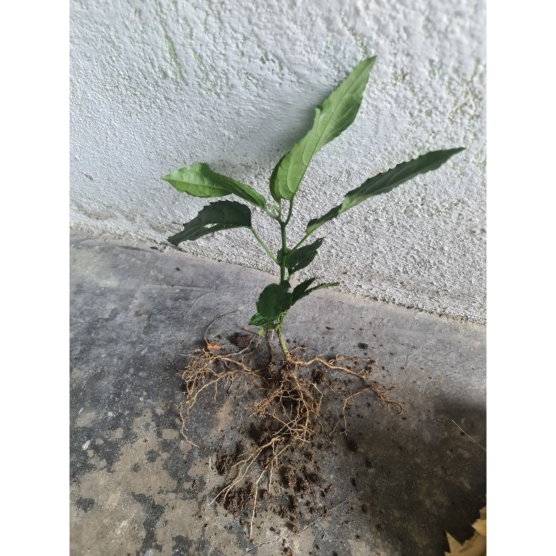 Anak pokok salang pucuk daun salang | Shopee Malaysia