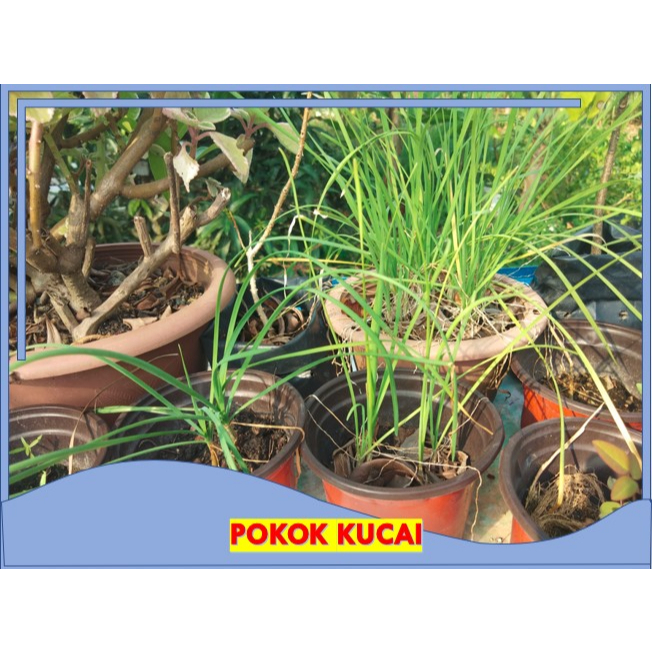 ANAK POKOK KUCAI | 5 pokok | Dipos dengan tanah dan pasu kecil ...
