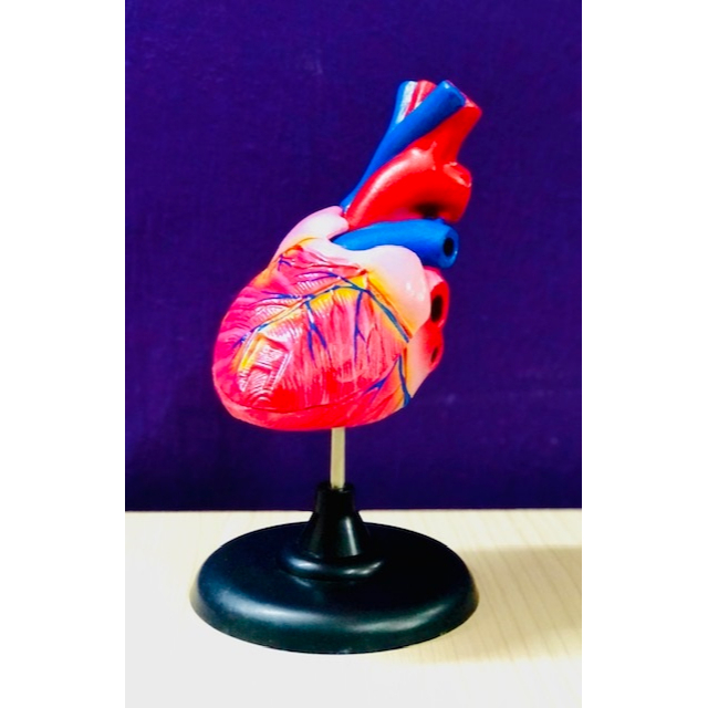 HUMAN HEART MODEL DETACHABLE | Shopee Malaysia
