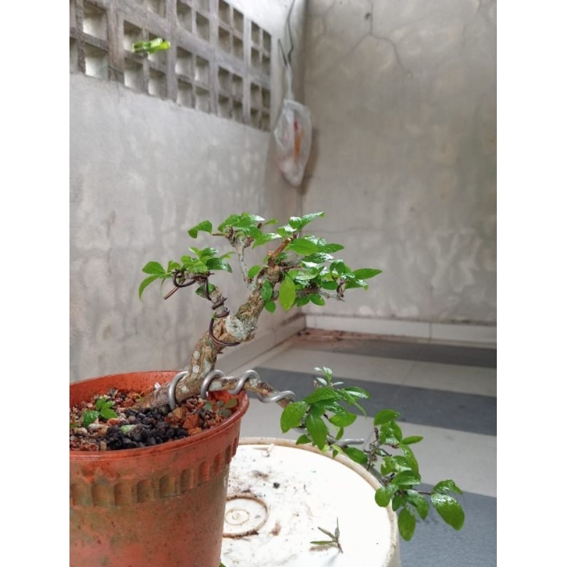 Bonsai Jeliti/ Shui mei/ wrigtria/ water jasmine/ 水梅 | Shopee Malaysia