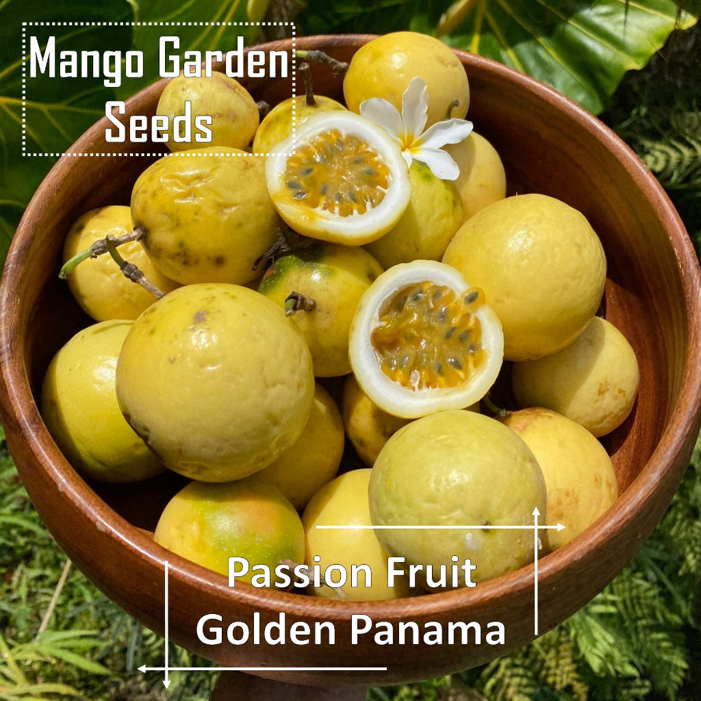 Panama Gold Passion Fruit Seeds - 15 Seed *Pot Friendly* Tanam Pasu ...