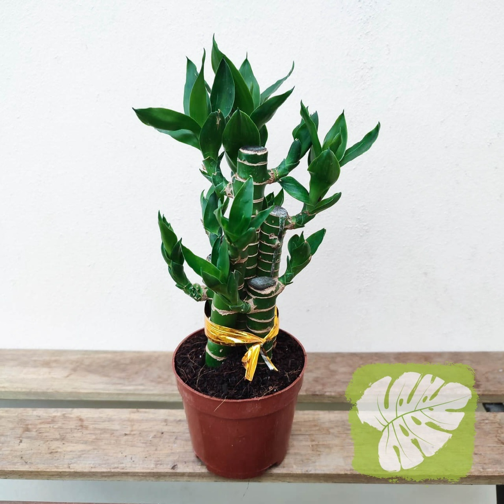 Lotus Bamboo 3 in 1 Lotus Bamboo 5 in 1 IOB | Shopee Malaysia