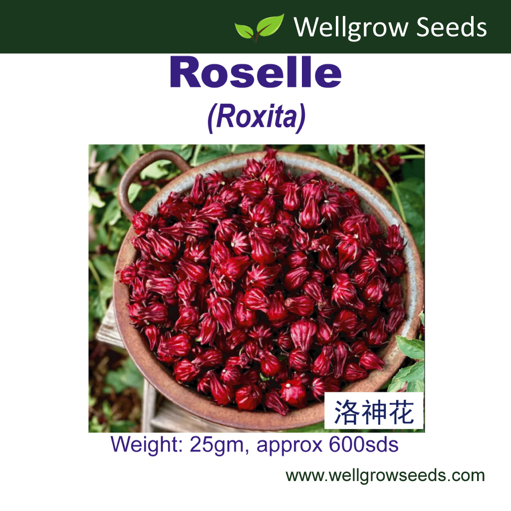 Roselle Roxita (25gm, ≈600sds) 洛神花 Biji Benih Ribena Flower Seeds ...