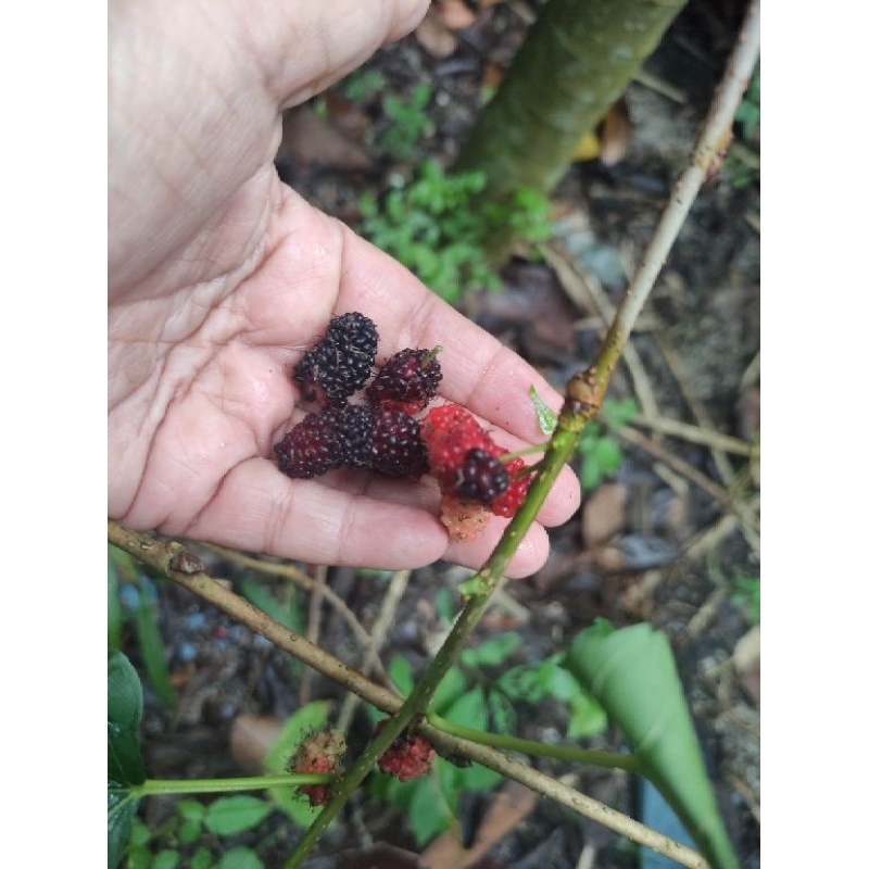 keratan mulberry / keratan batang mulberry / mulberry plant / mulberry ...