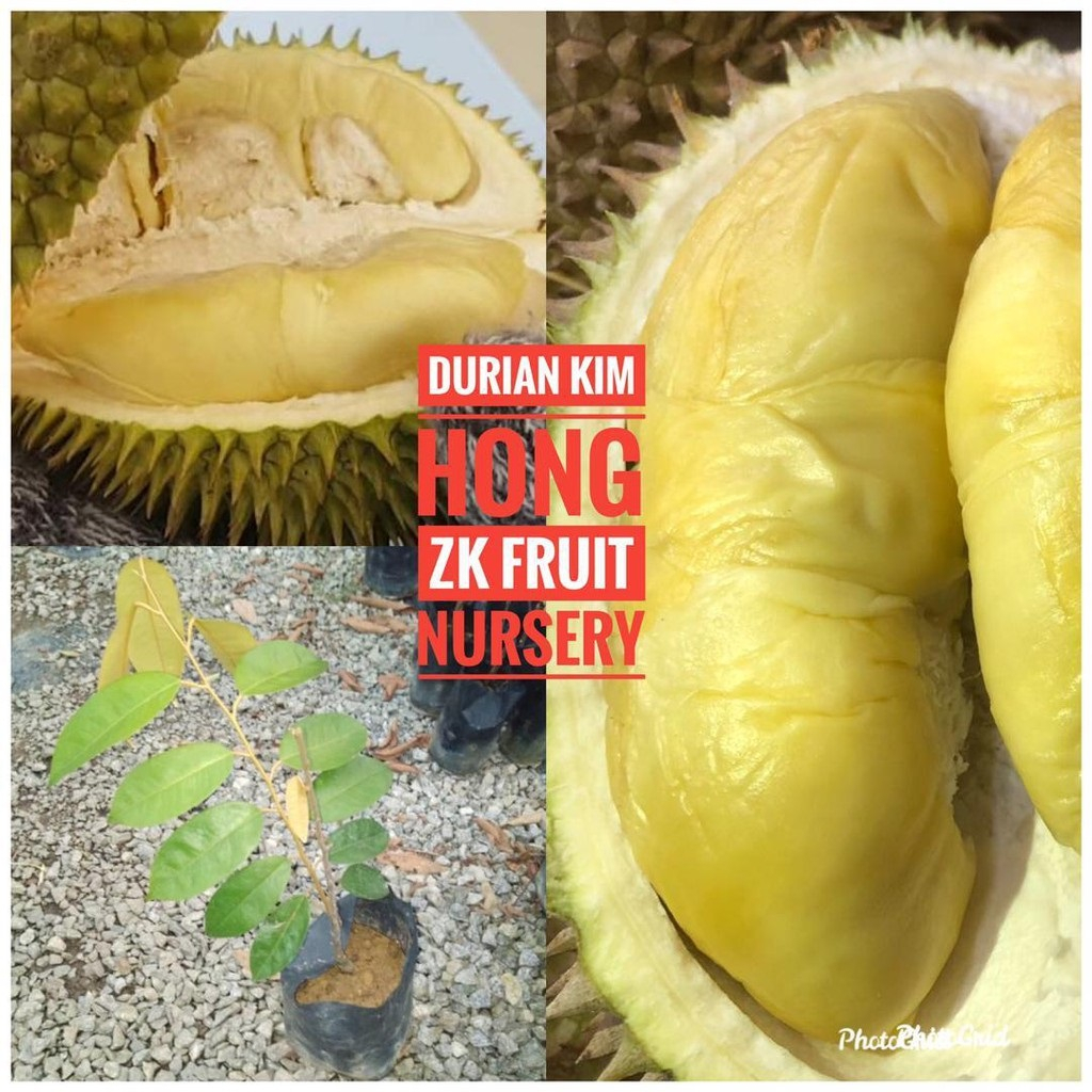 Anak pokok durian Kim Hong M size-Fruit Nursery Malaysia (Order 1 pokok ...