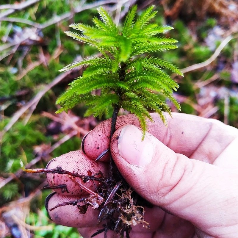 Umbrella moss Tree moss terrarium plant 万年藓 buy 1 free 1 | Shopee Malaysia