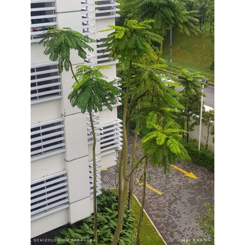 Pokok schizolobium parahyba tower tree, Brazilian Fern Tree, Brazilian ...